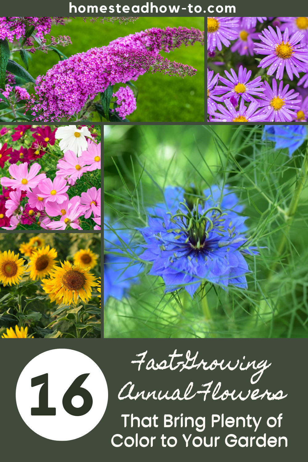 16 Fast-Growing Annual Flowers That Bring Plenty Of Color To Your Garden