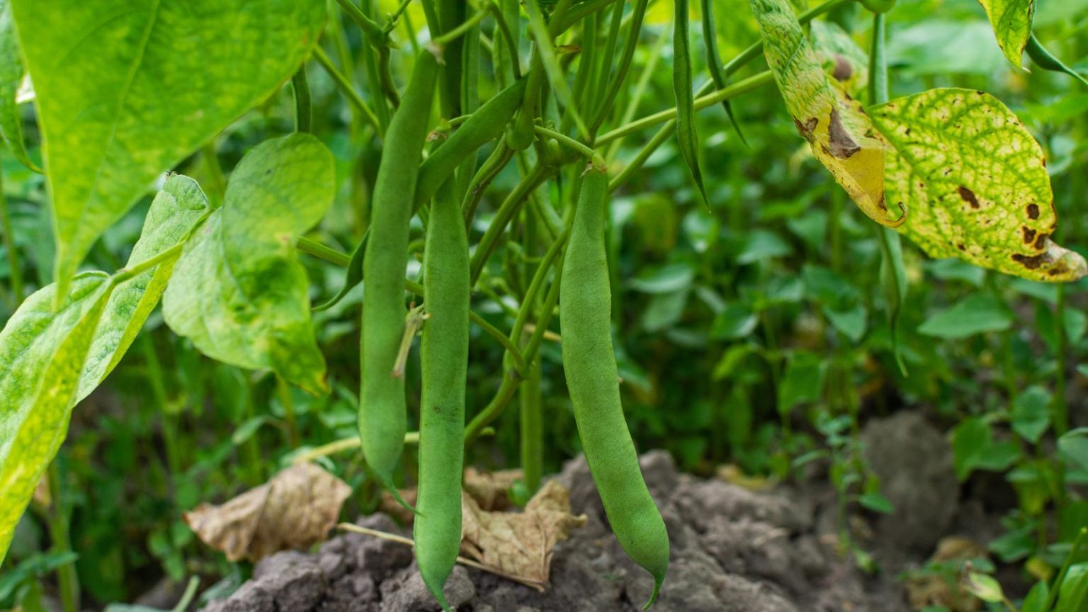 19 Plants To Grow Next To Cucumbers For A Bigger Harvest