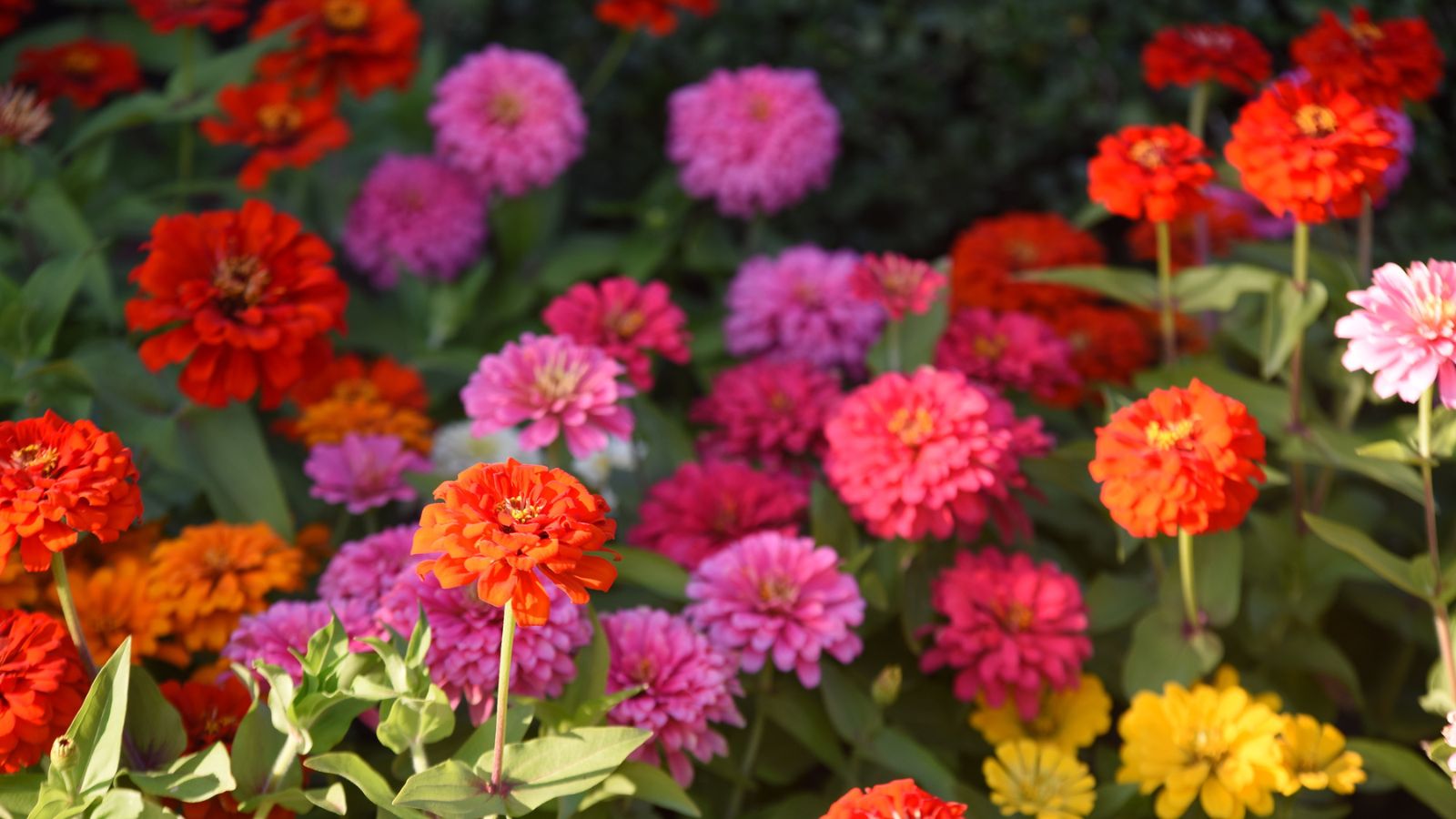 Tough Plants For A Disease-Free Garden - Homestead How-To