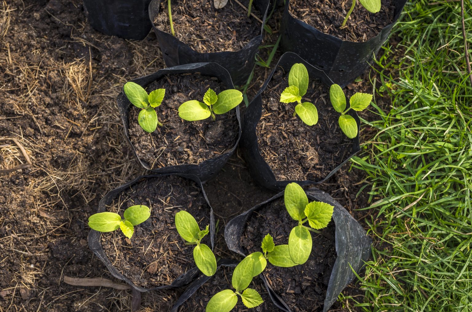 How To Use Grow Bags