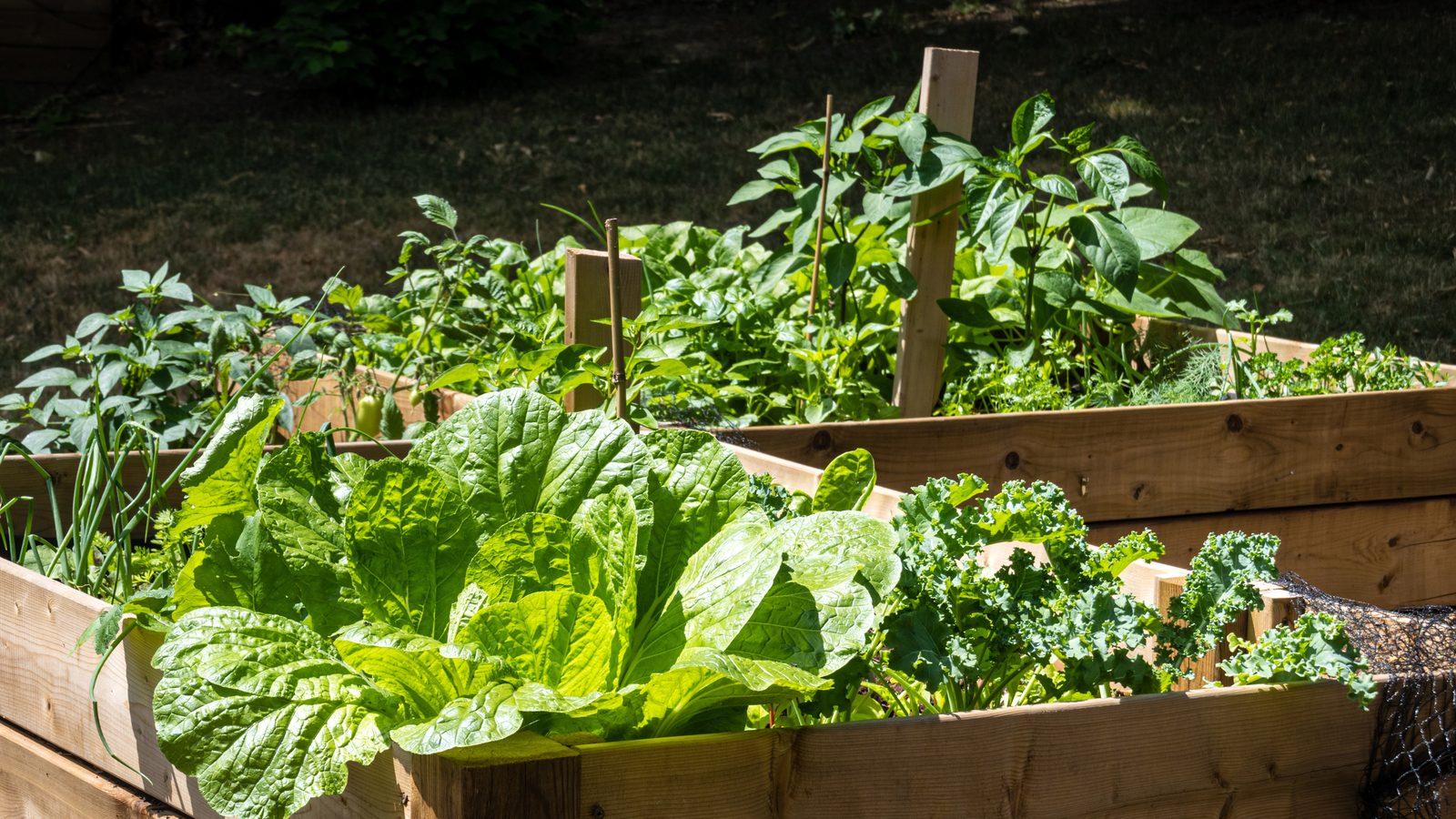 19 Best Vegetables To Grow In A Raised Garden Bed