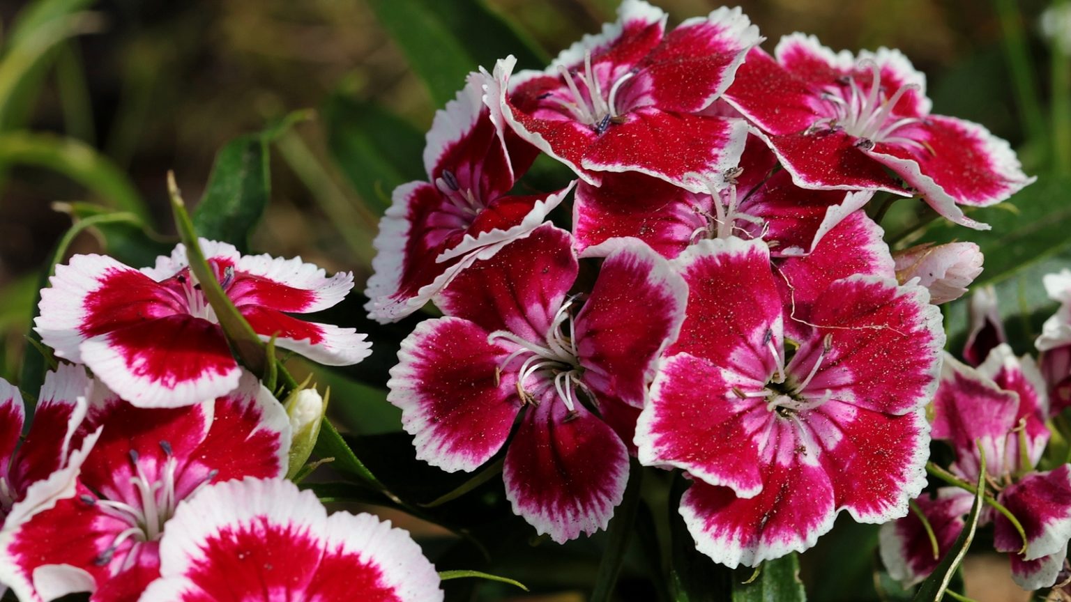 12 Strikingly Beautiful Red And White Flowers You'll Want In Your Garden