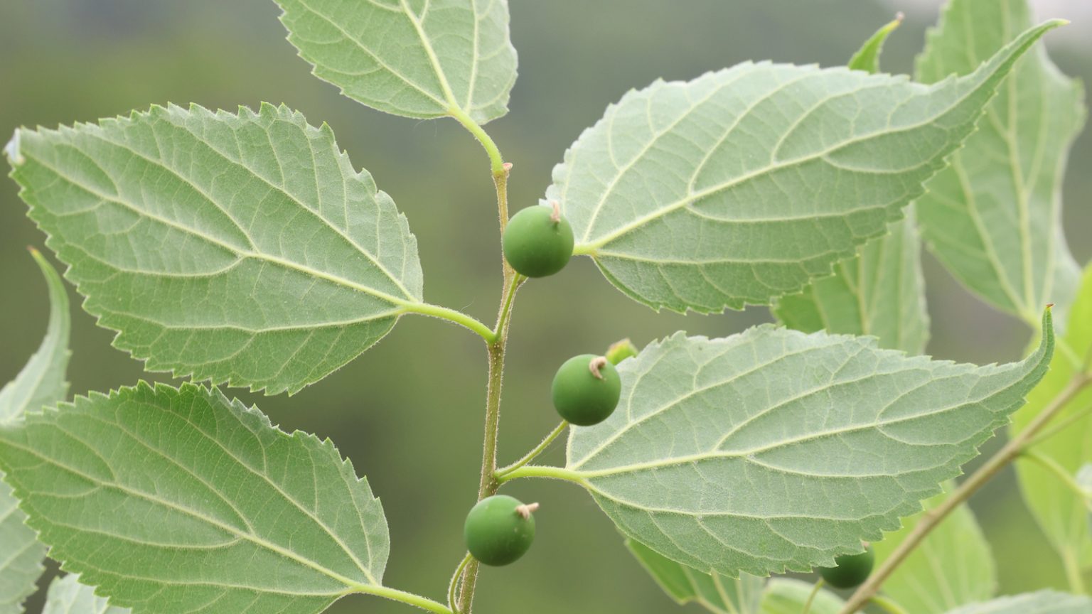 22 Trees You Should Never Grow In Your Yard