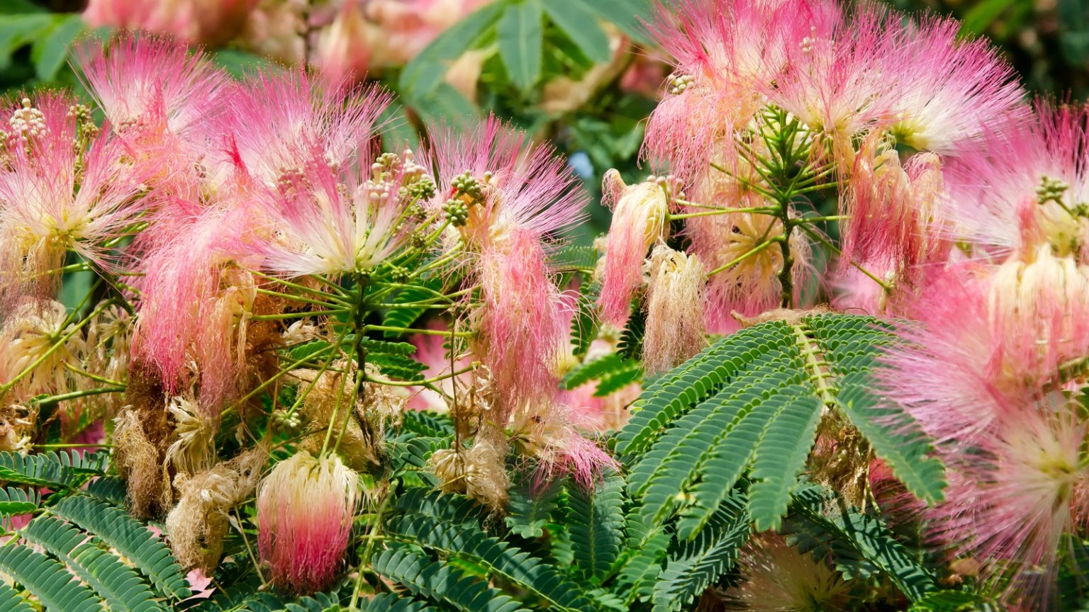 15 Invasive Plants That Can Take Over Your Garden