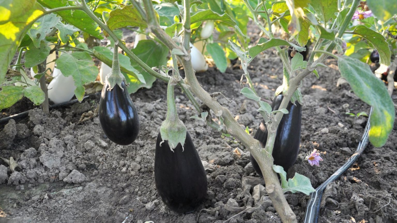 20 Easiest Vegetables To Grow For Beginners