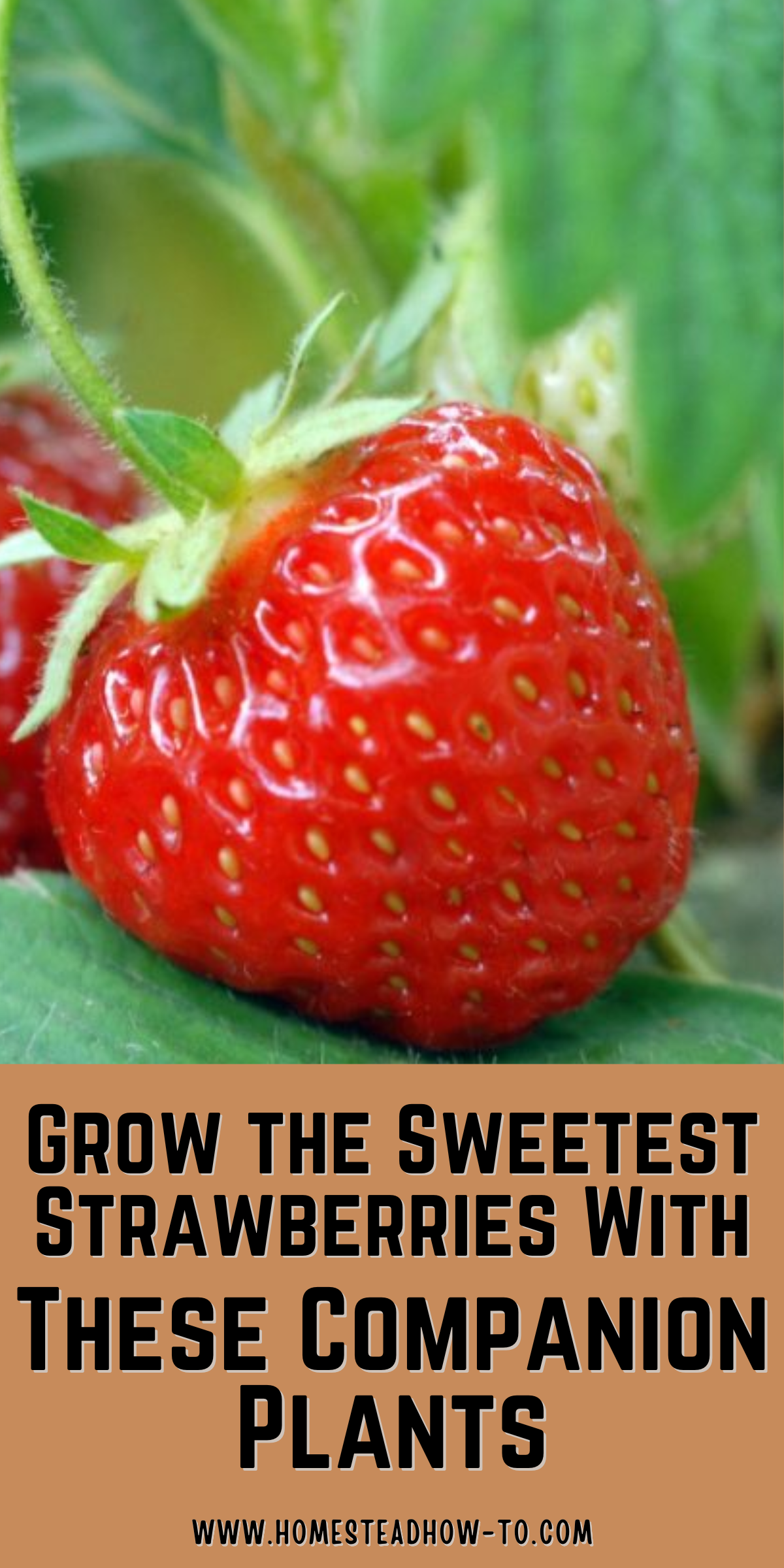 Grow The Sweetest Strawberries With These Companion Plants