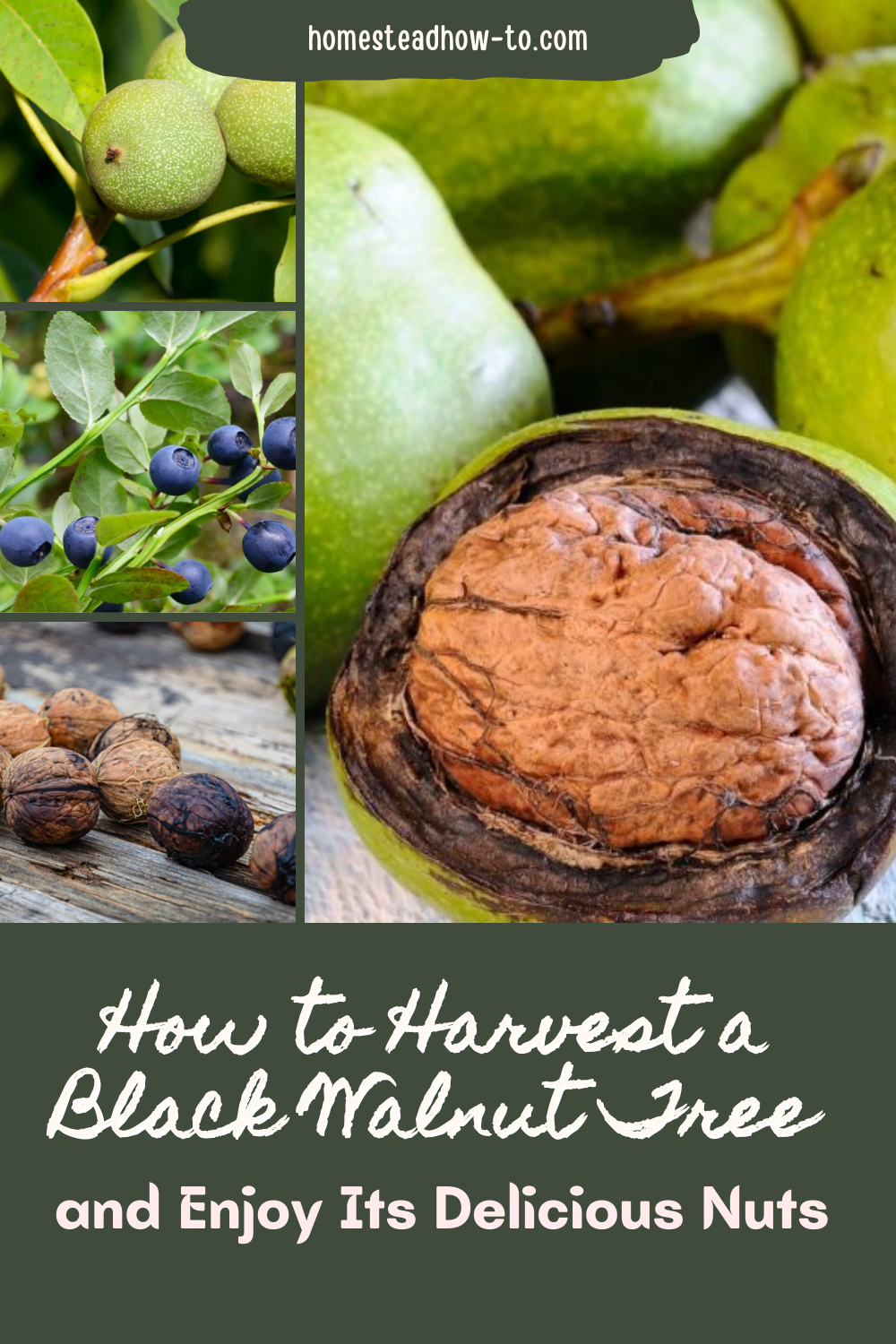 How To Harvest A Black Walnut Tree And Enjoy Its Delicious Nuts