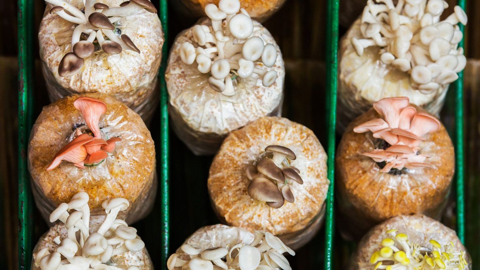 How To Grow Mushrooms In A Mushroom Grow Bags