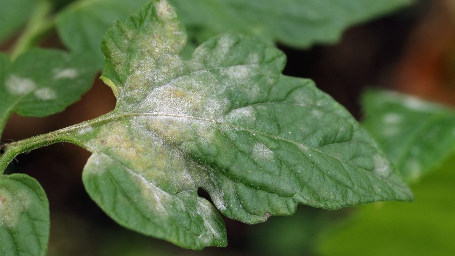 Here's The Secret To Getting Rid Of Powdery Mildew For A Healthier Garden