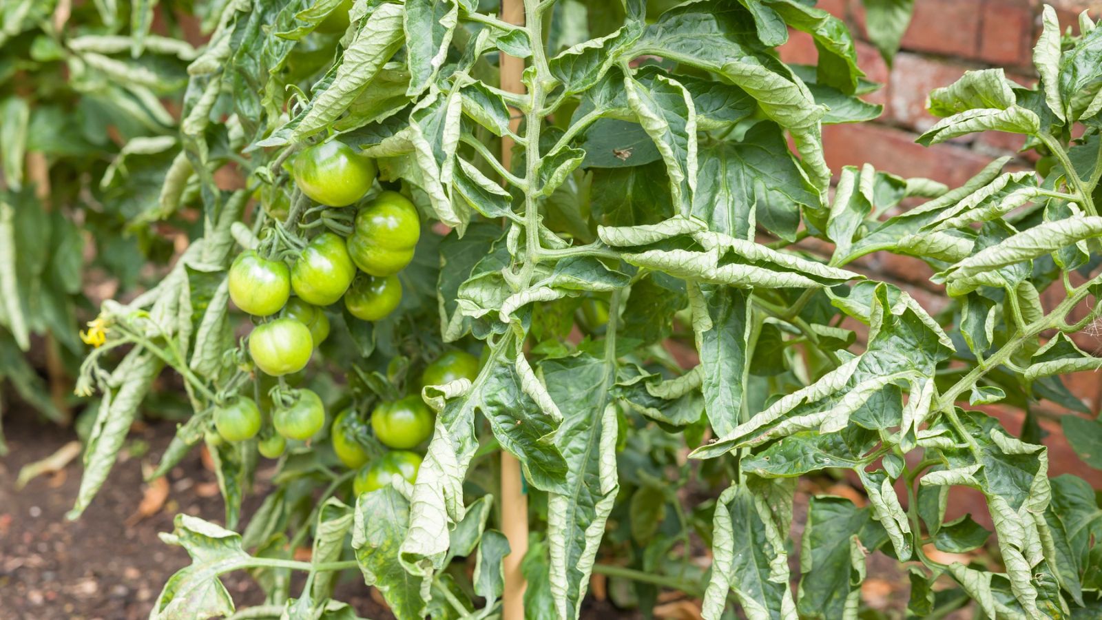 16 Common Tomato Plant Diseases That Can Wreak Havoc On Your Crop
