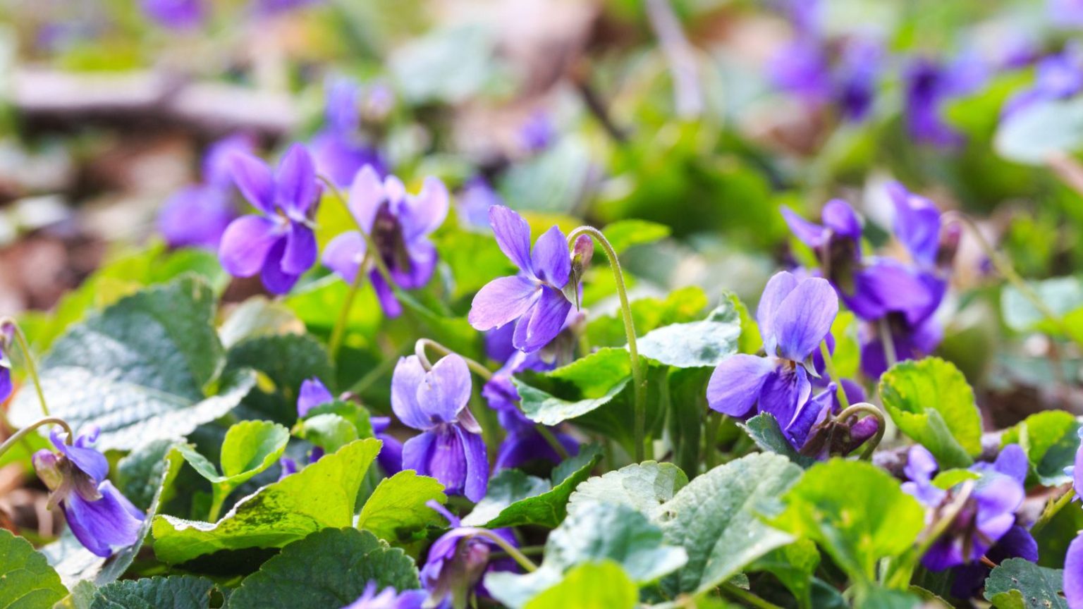 11 Reasons Why Wild Violets Deserve A Place In Your Garden