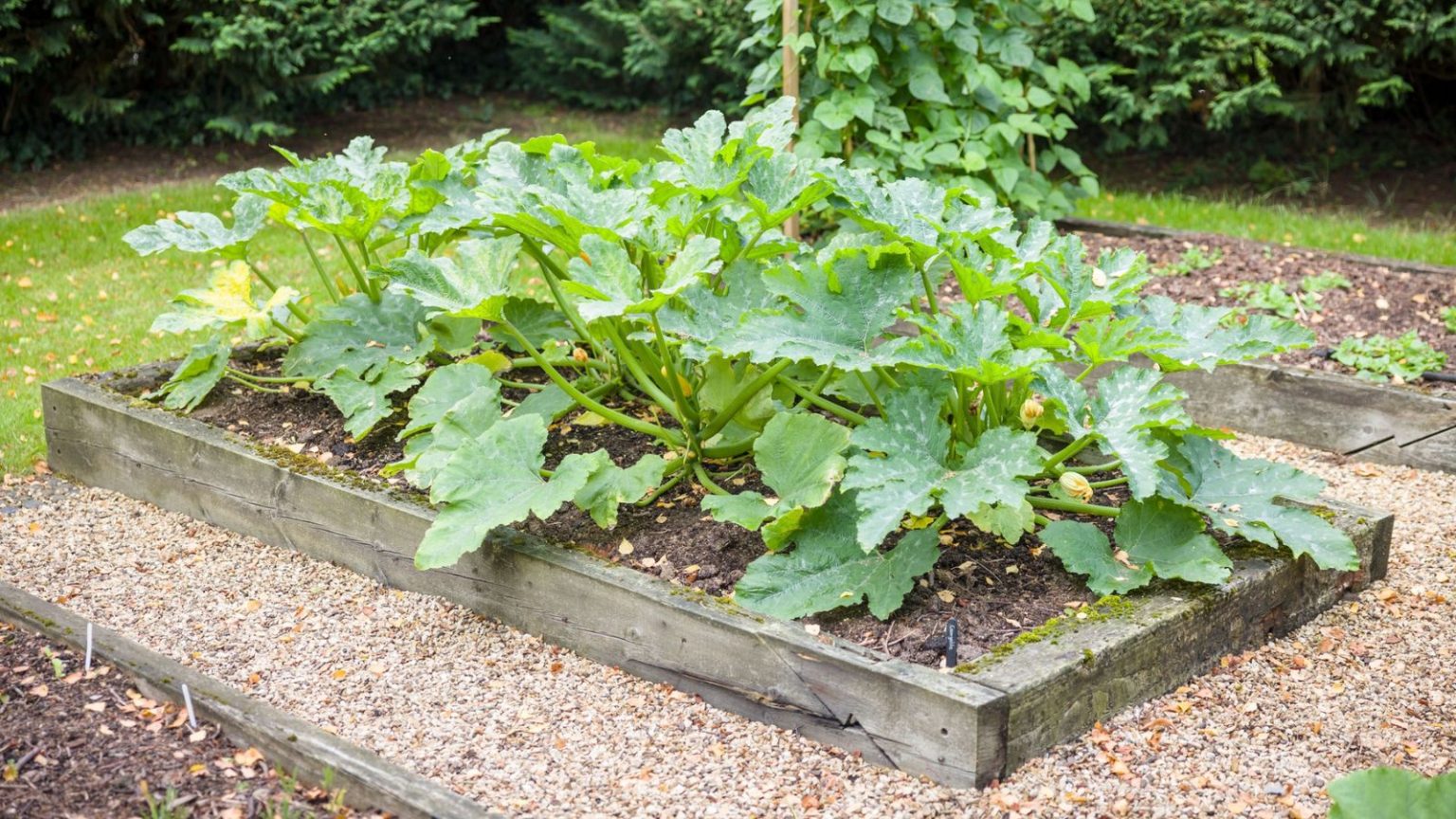 20 Easiest Vegetables To Grow For Beginners