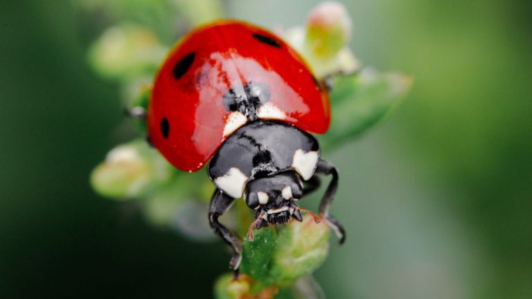 Don’t You Dare Kill That Bug! 18 Insects That Help Your Garden Thrive