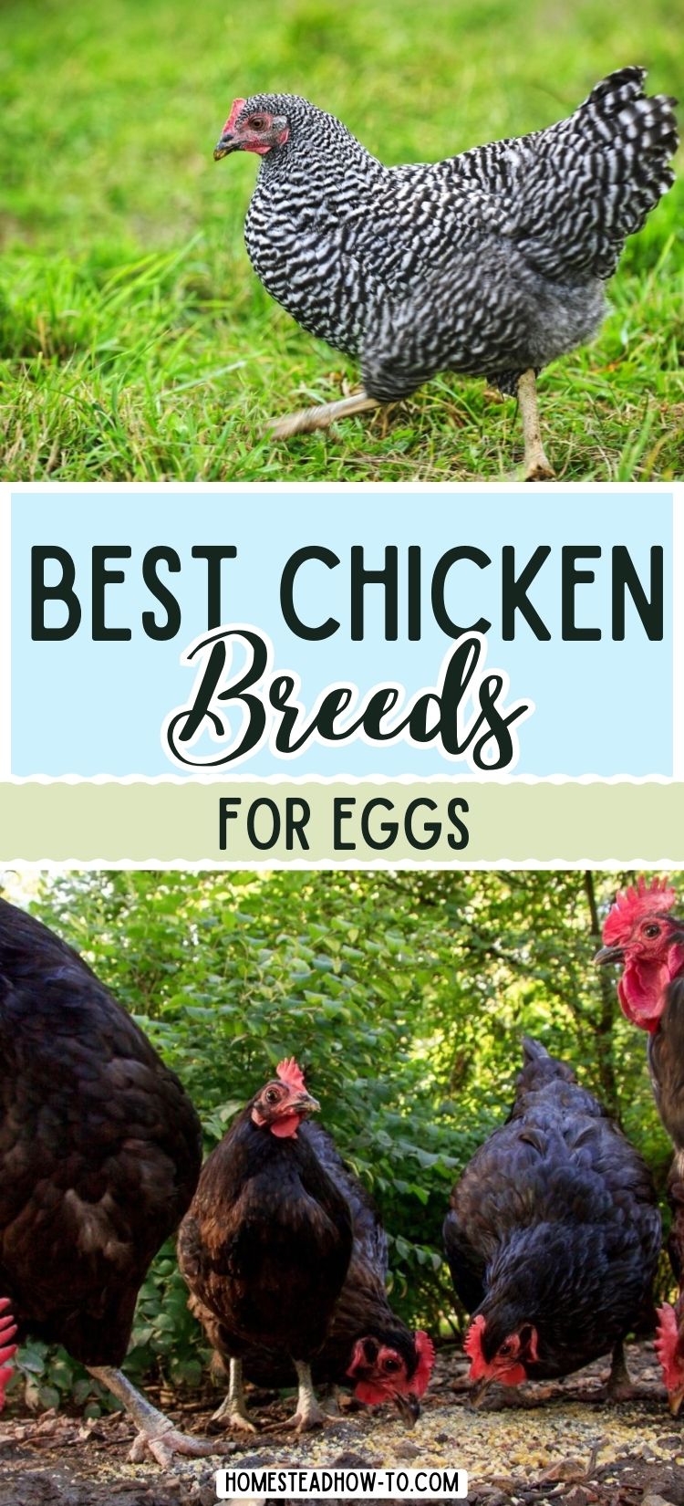 14 Best Egg Laying Chickens For Your Backyard