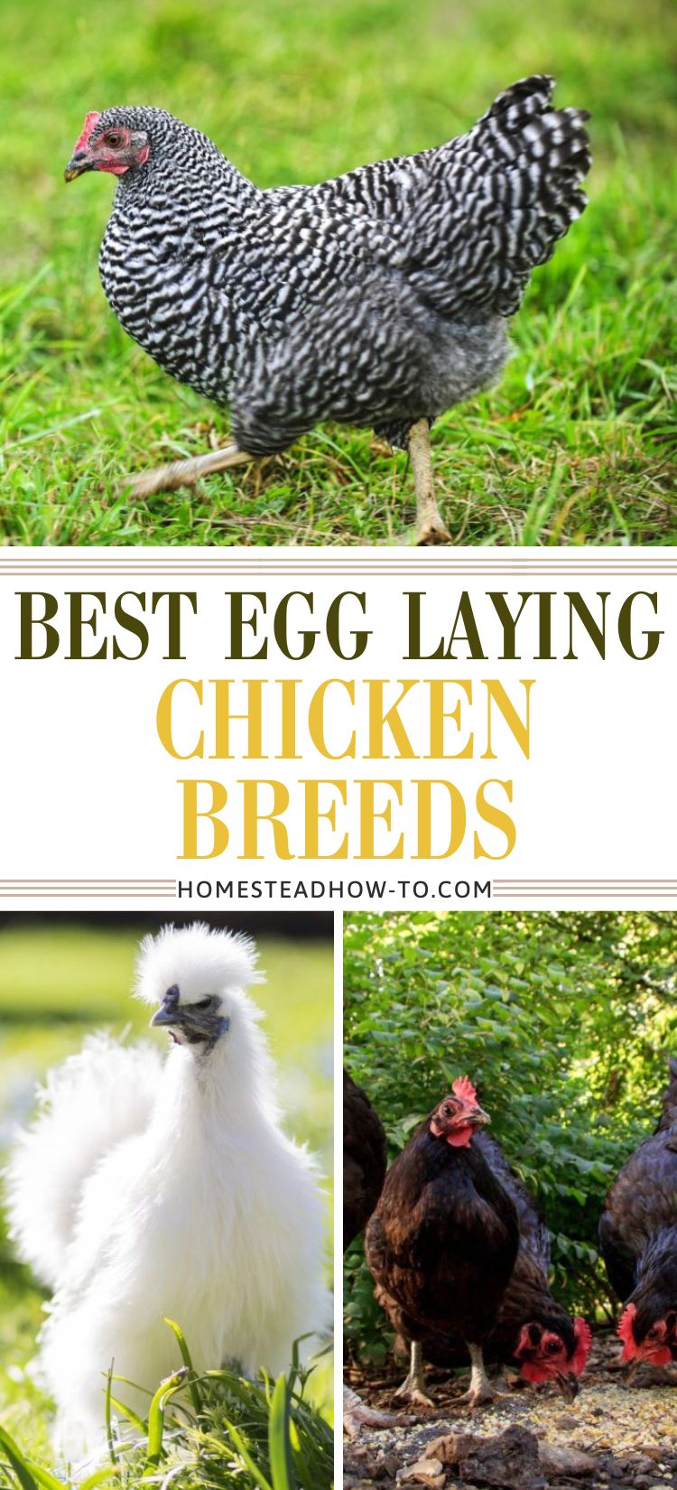 10 Most Popular Chicken Breeds For Beginner Backyard Best Chicken