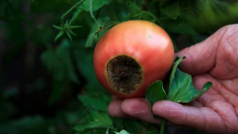 16 Common Tomato Plant Diseases That Can Wreak Havoc On Your Crop