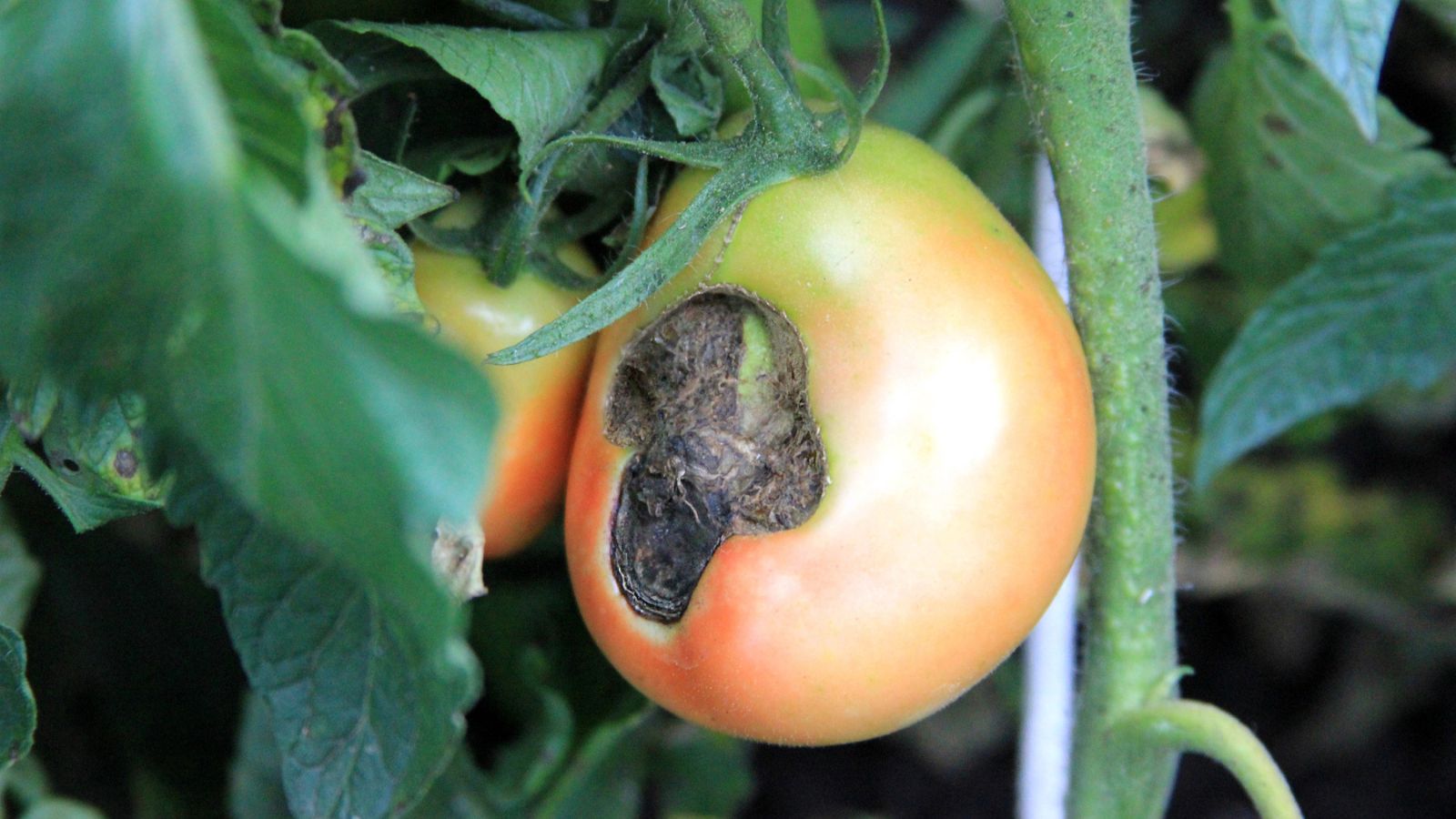 16 Common Tomato Plant Diseases That Can Wreak Havoc On Your Crop