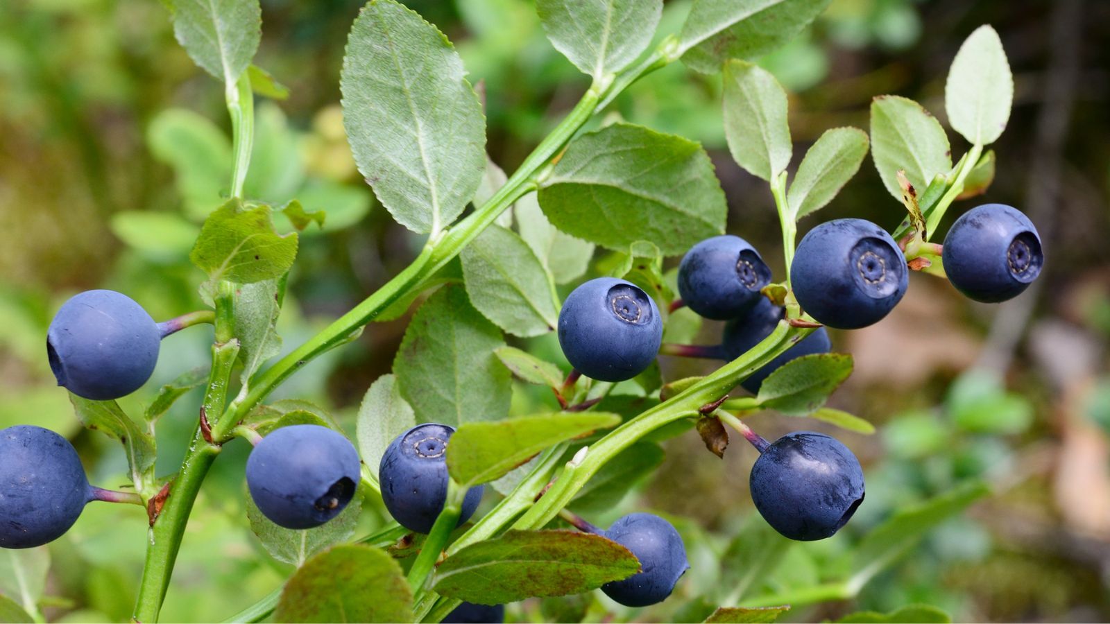 12 Plants To Grow Alongside Your Blueberry Bushes To Keep Them Happy