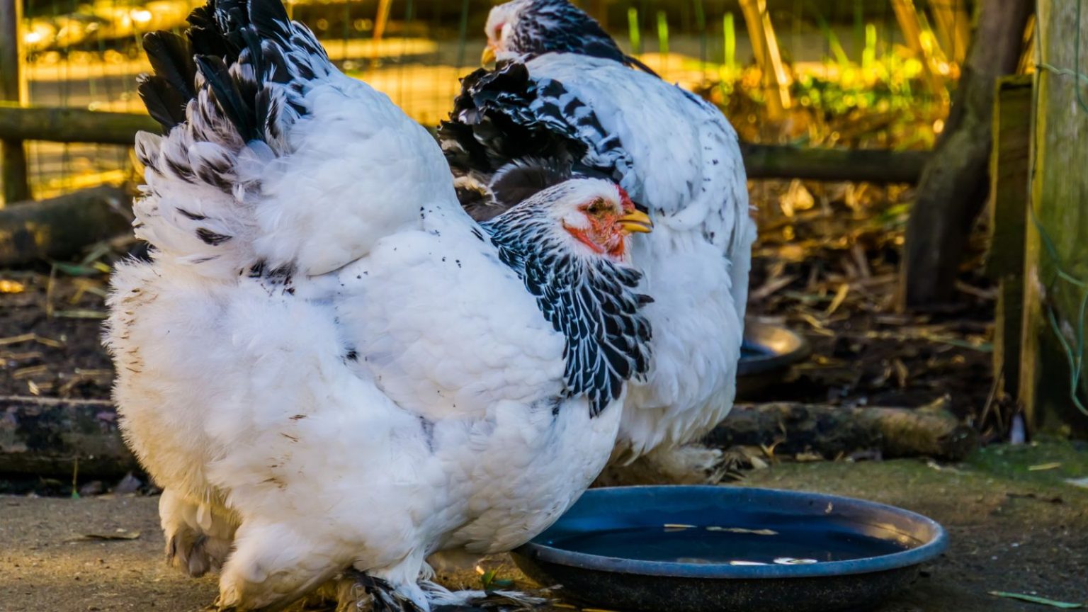 How To Recognize Pain And Discomfort In Chickens