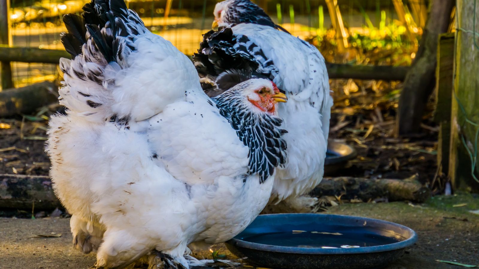 How To Recognize Pain And Discomfort In Chickens