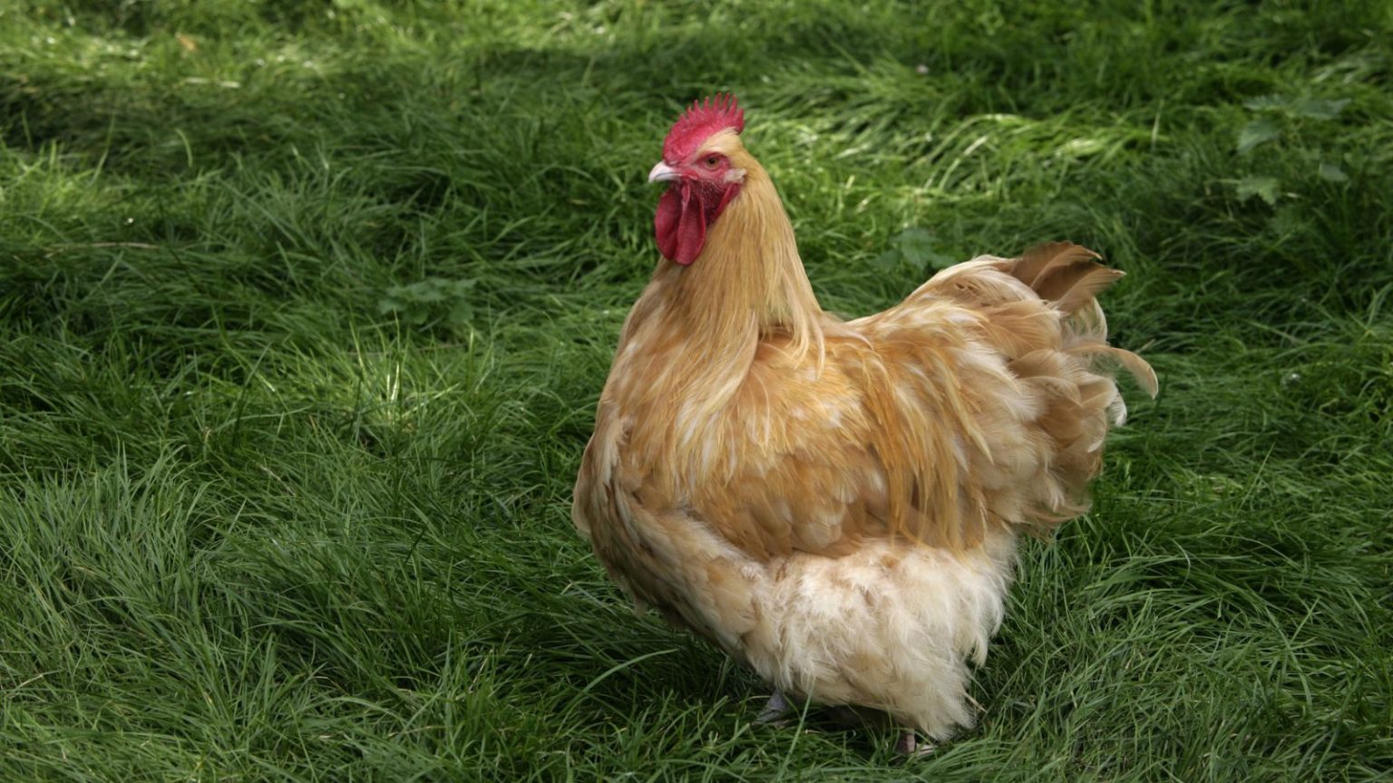 21 Golden Breeds Of Chicken For Your Backyard Coop