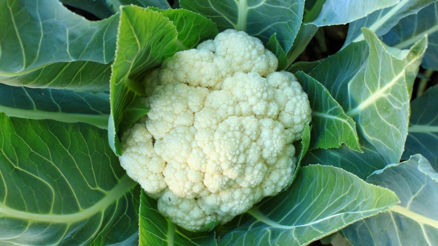 12 Popular Vegetables That Are Surprisingly Hard To Grow—and Might Test ...