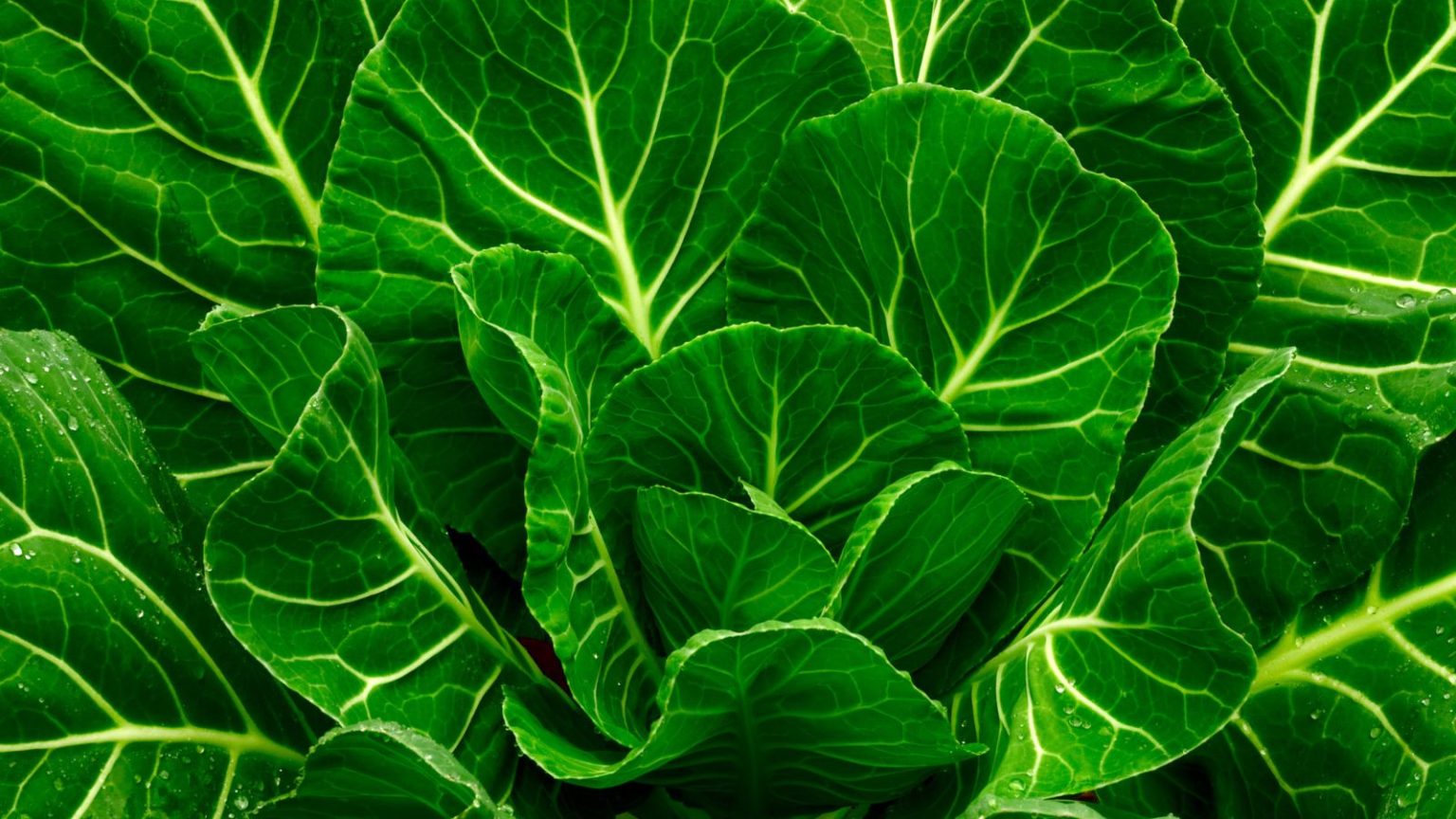 15 Spinach Companion Plants That Help Your Greens Thrive
