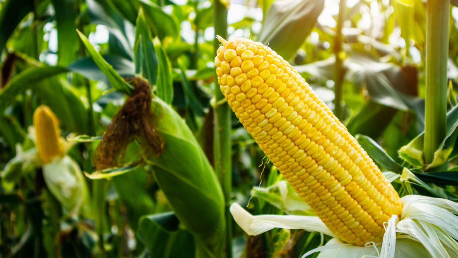 24 Plants You Can Sow And Grow This June