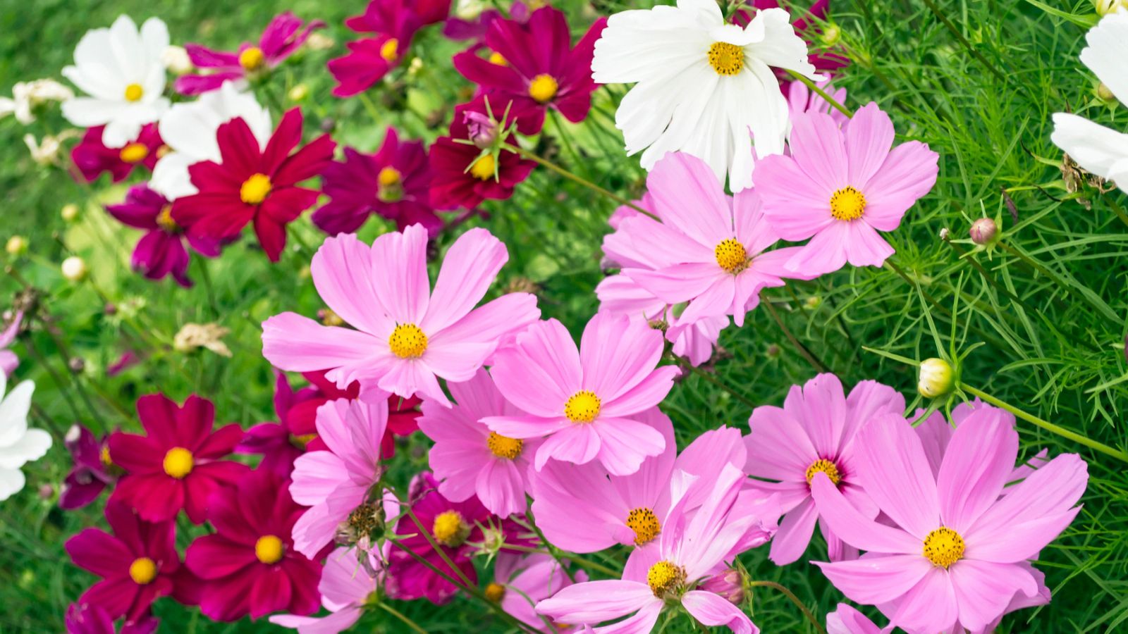 16 Fast-Growing Annual Flowers That Bring Plenty Of Color To Your Garden