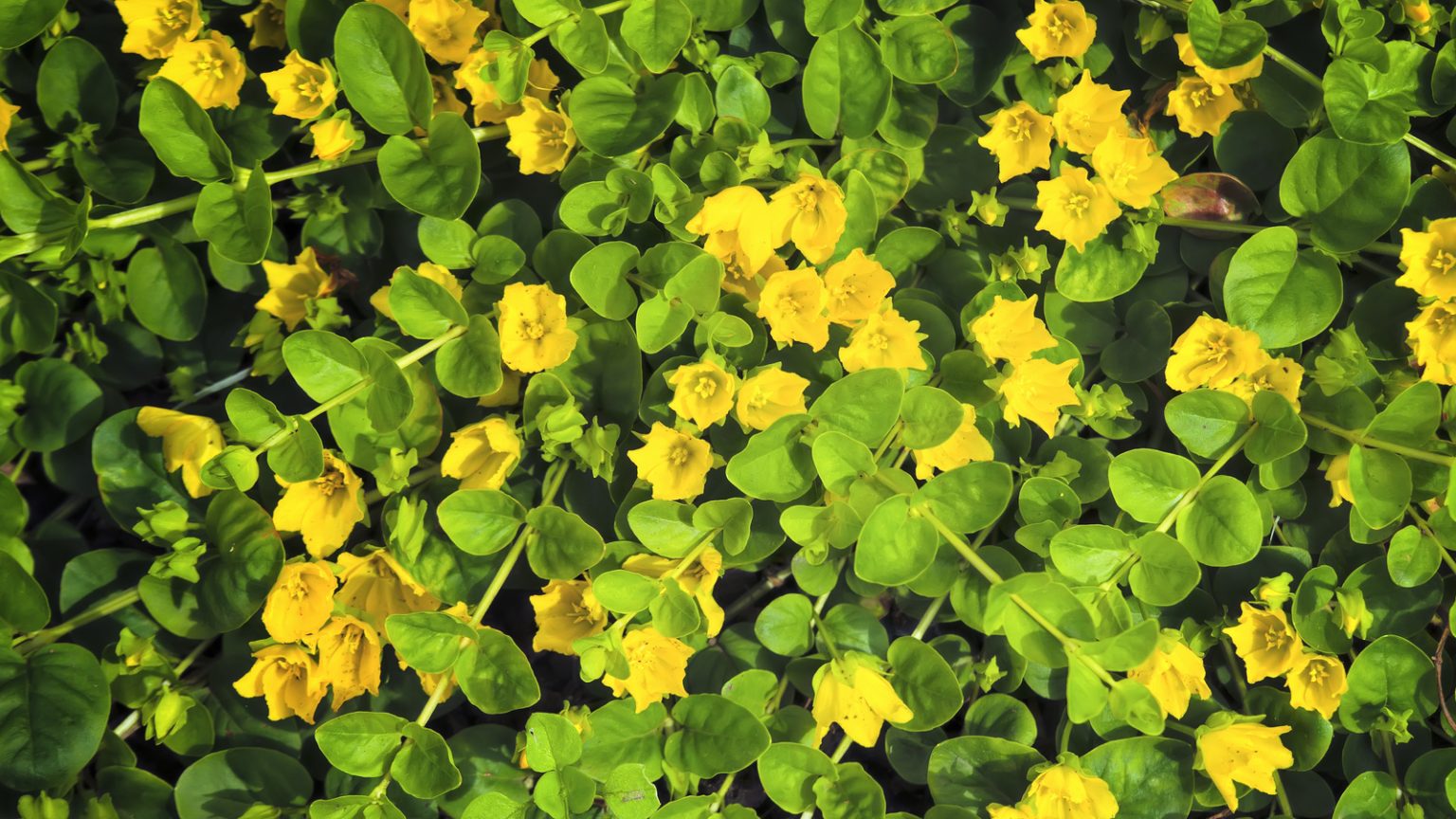 15 Runner Plants That Spill, Spread, And Creep