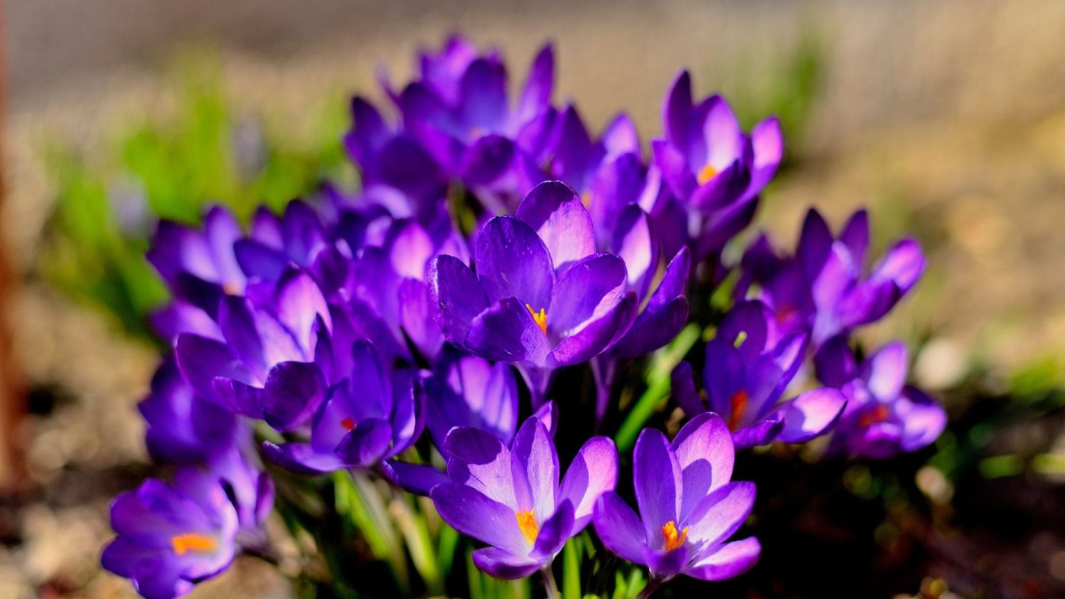 24 Shade-Loving Plants That Will Grow Under Almost Any Tree