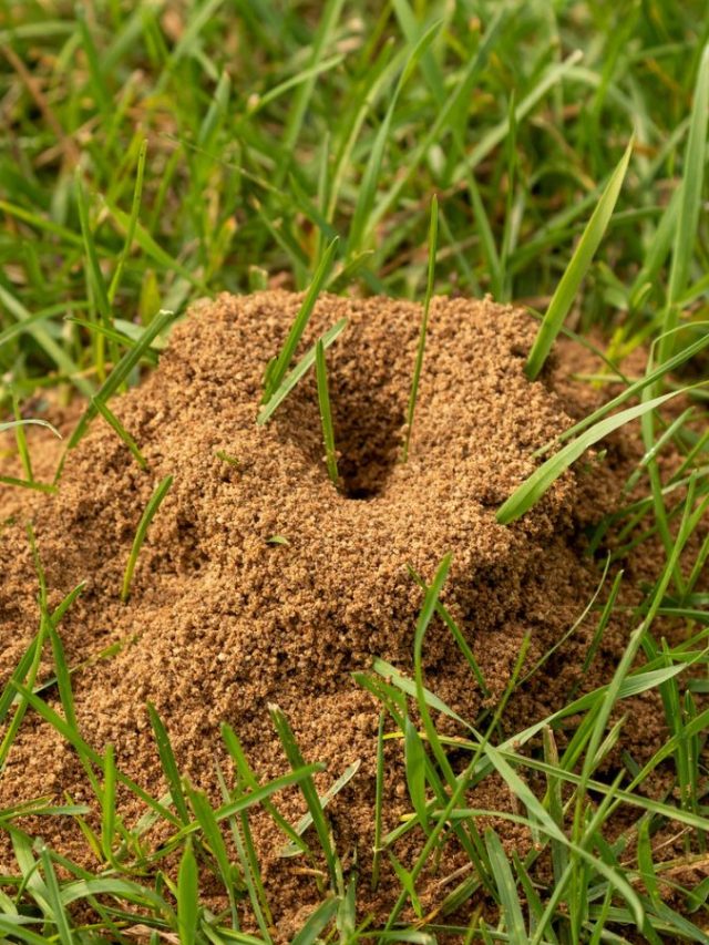 How To Get Rid Of Massive Ant Hills - Homestead How-To