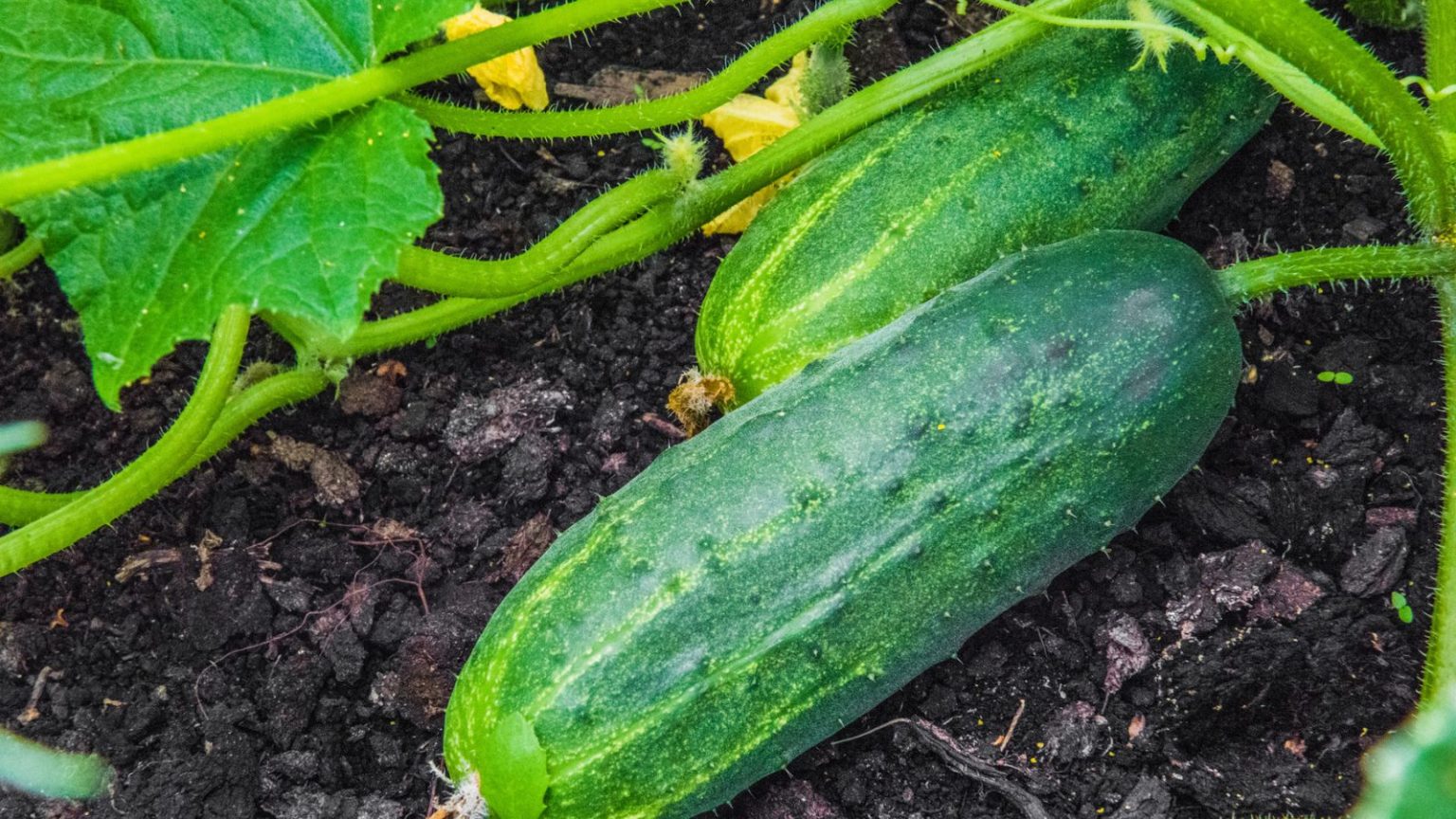 15 Foods You Thought Were Vegetables But Are Actually Fruits