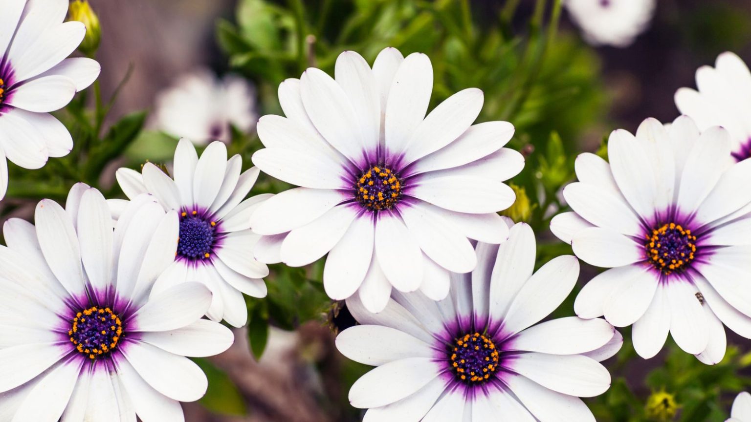 12 Beautiful Flowers That Aggravate Seasonal Allergies The Most