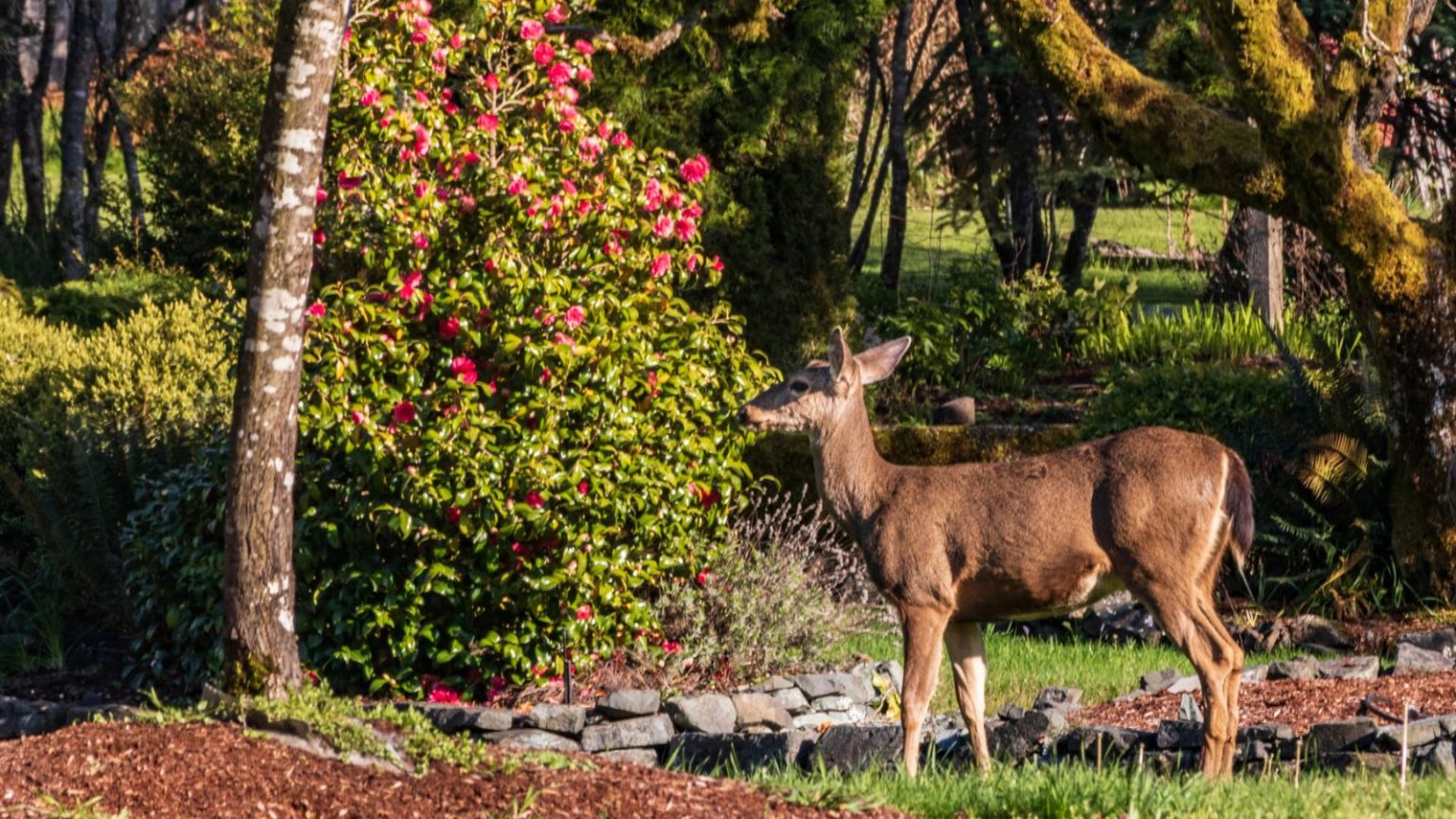 8 Sneaky Pests That Are Secretly Destroying Your Lawn And Garden