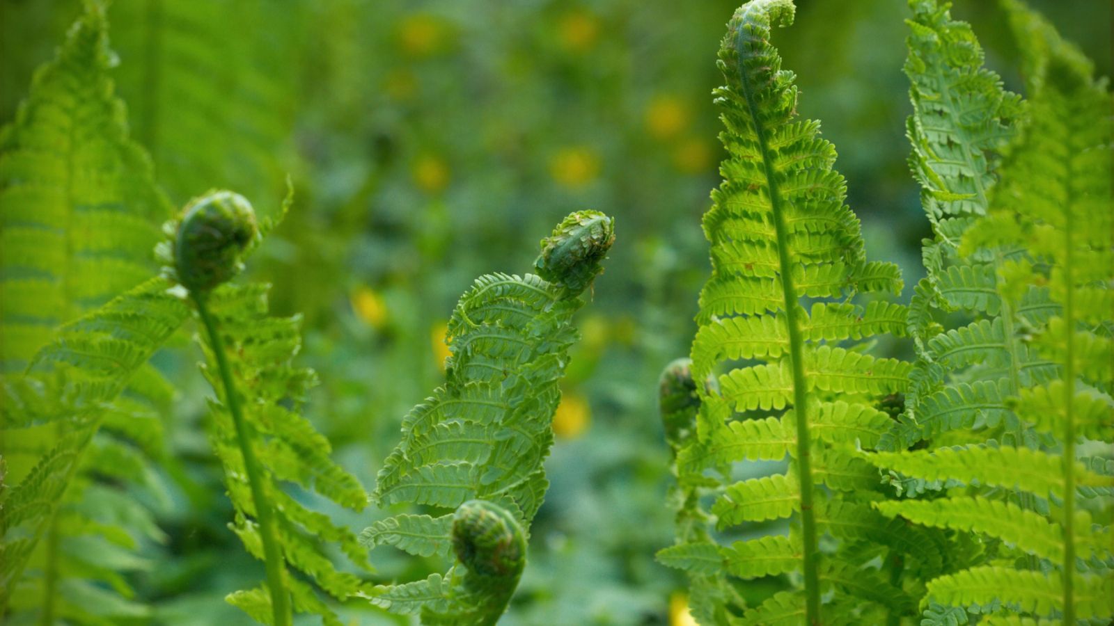12 Beautiful Fern Varieties To Grow In Your Garden This Year