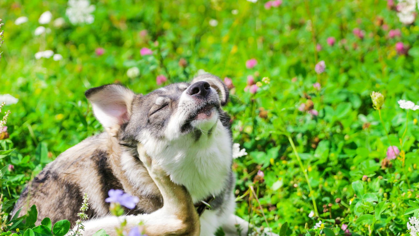 How To Get Rid Of Fleas In Your Yard