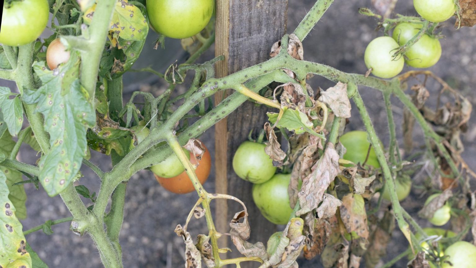 17 Signs Your Tomato Plant Is Screaming For Help