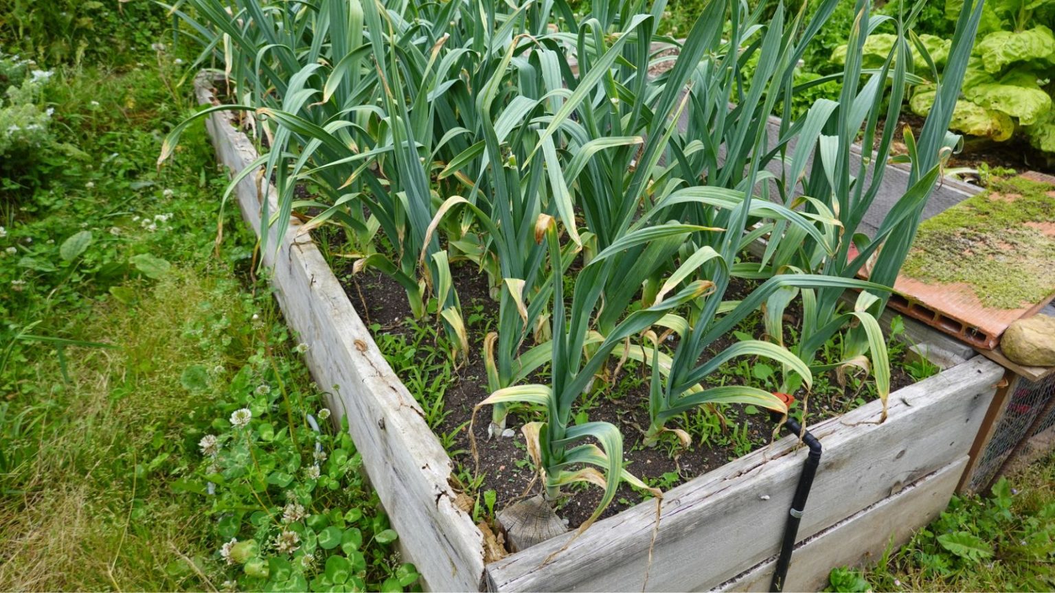 18 Best Climbing Vegetables To Grow Vertically