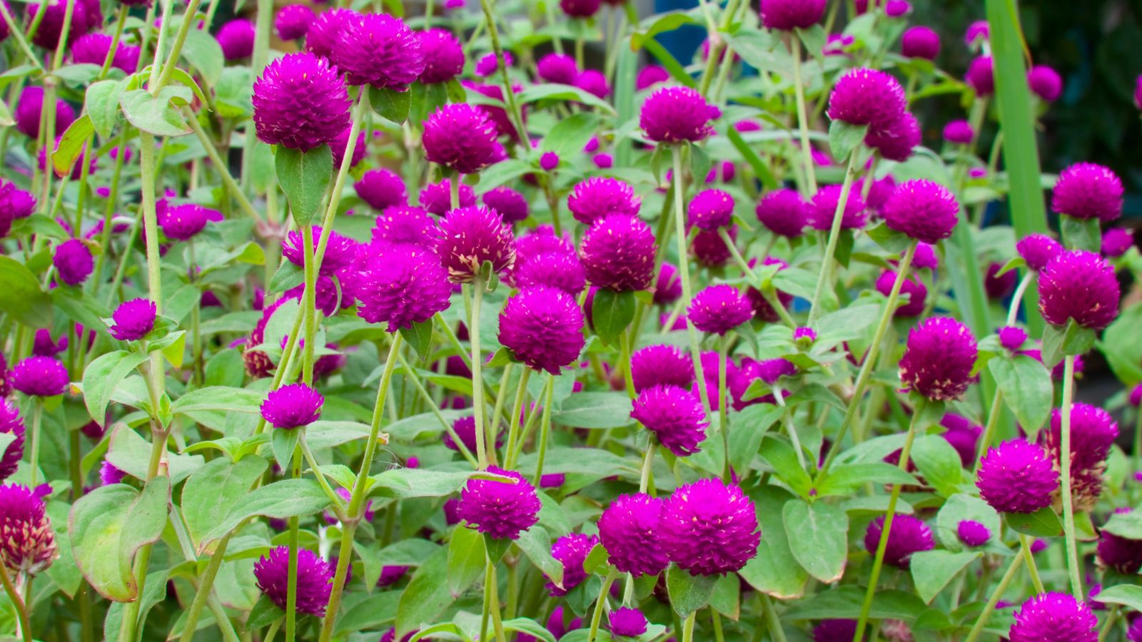 18 Fast Growing Annuals To Grow From Seeds For Last Minute Gardeners