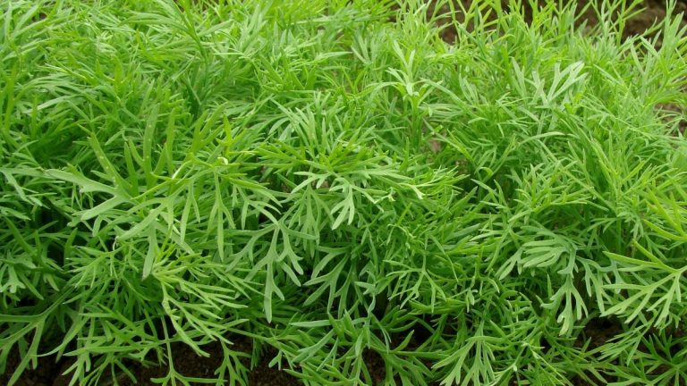 15 Plants That Can Peacefully Coexist With Fennel