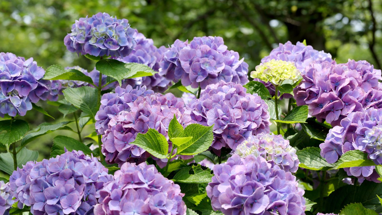 Plants You Should Never Grow Too Close To Your Hydrangeas