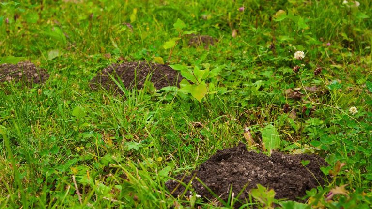 20 Ways To Stop Moles From Wreaking Your Yard
