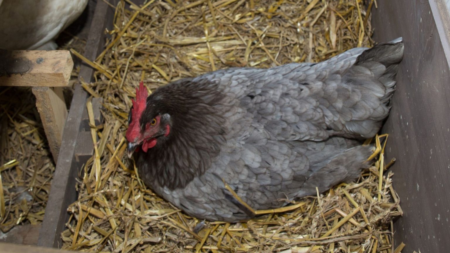 12 Chicken Breeds That Will Keep The Noise Down