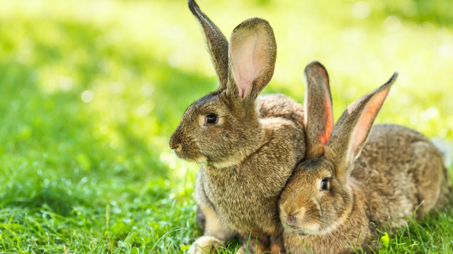 This Is What Happens When You Put A Bar Of Soap In Your Garden