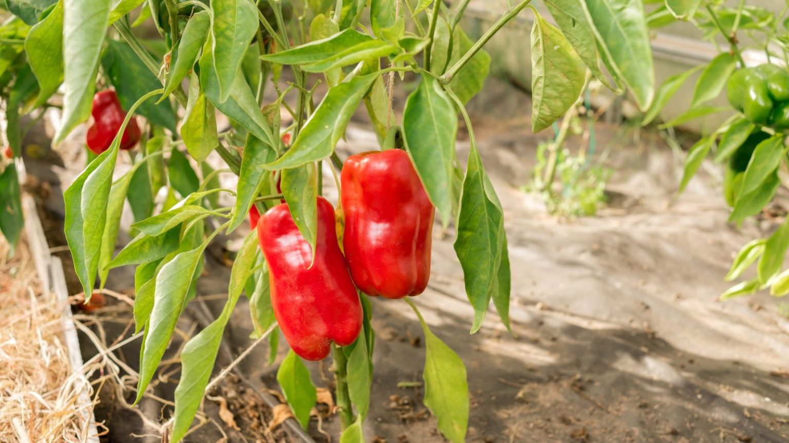 18 Best Climbing Vegetables To Grow Vertically