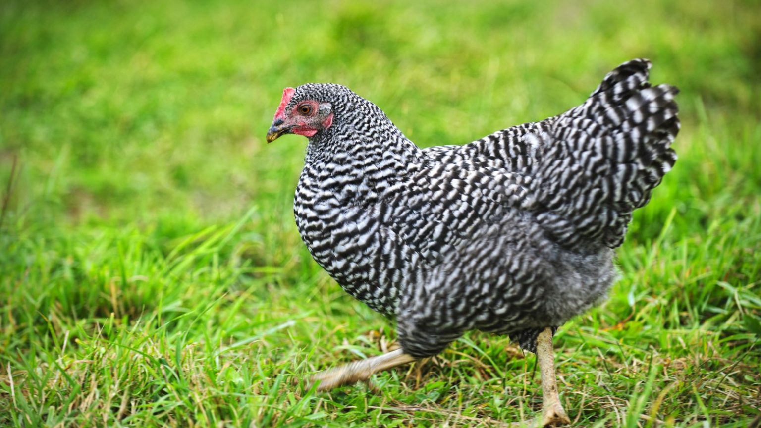 10 Of The Most Beautiful White Chicken Breeds To Add To Your Flock