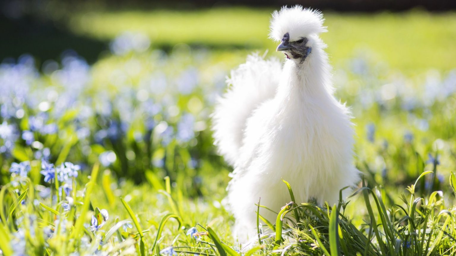 Why Is My Chicken Squeaking? Causes And How To Help