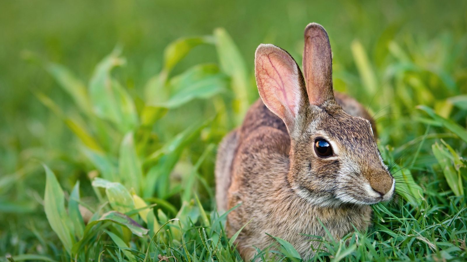 How To Keep Rabbits From Destroying Your Fruits, Veggies And Perennials