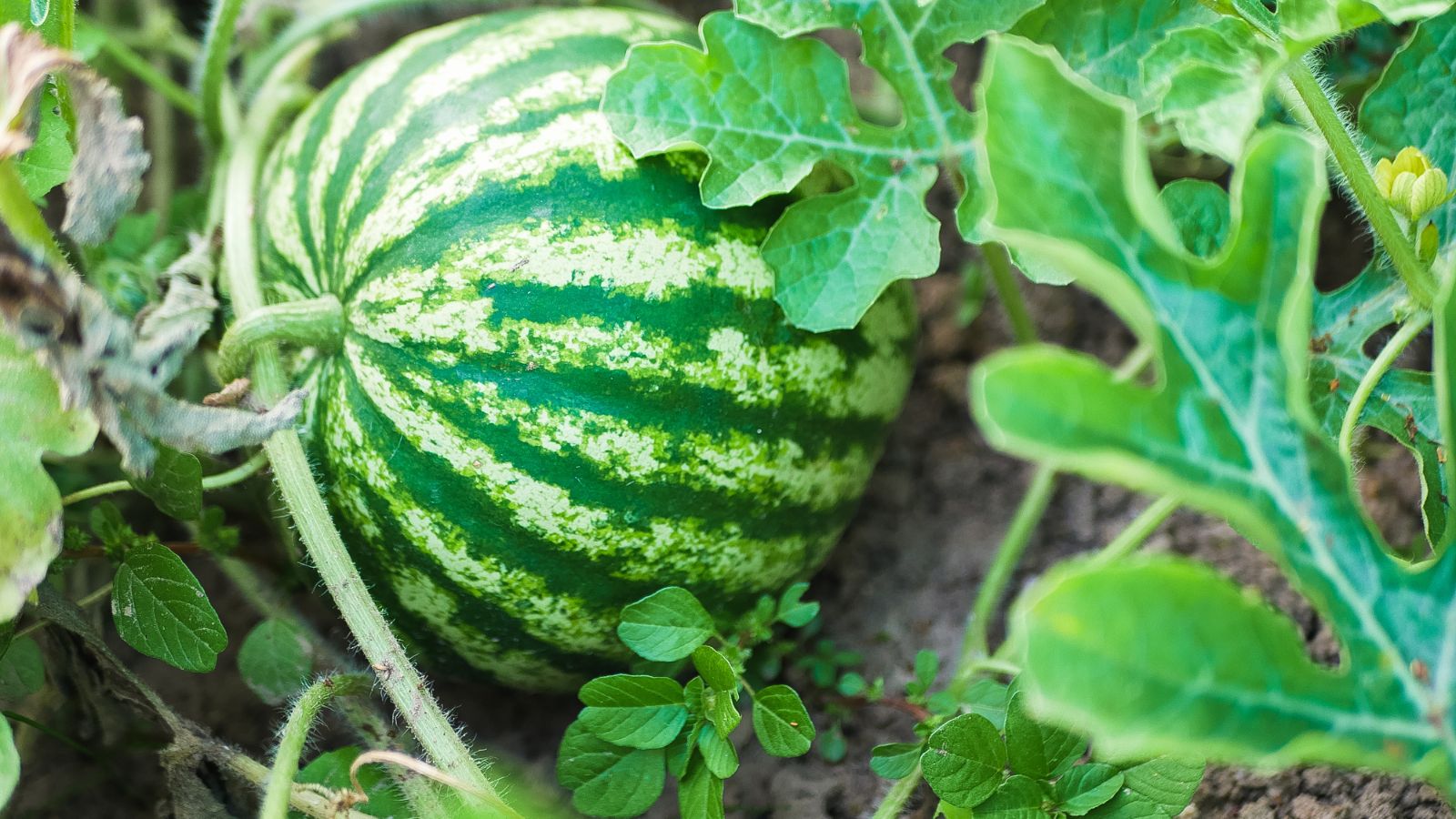 Grow Juicy Watermelons With These 12 Companion Plants